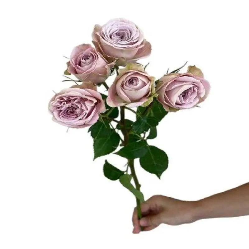 SPRAY ROSE COZUMEL |DIY Weddings & Events flower| BloombyBunches