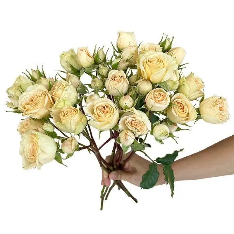 SPRAY ROSE PEACH BALI |DIY Weddings & Events flower| BloombyBunches