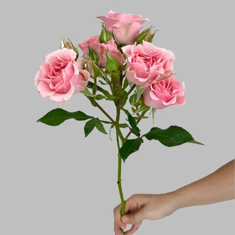 SPRAY ROSE ELBA |DIY Weddings & Events flower| BloombyBunches