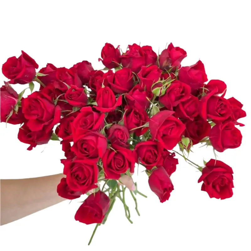 SPRAY ROSE RED|DIY Weddings & Events flower| BloombyBunches