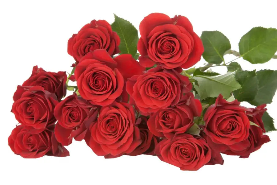SPRAY ROSE RED SCARLET MIMI | BLOOM BY BUNCHES