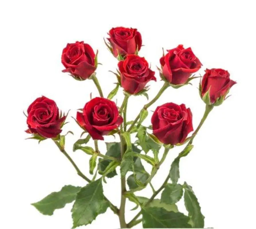 SPRAY ROSE RED SCARLET MIMI | BLOOM BY BUNCHES