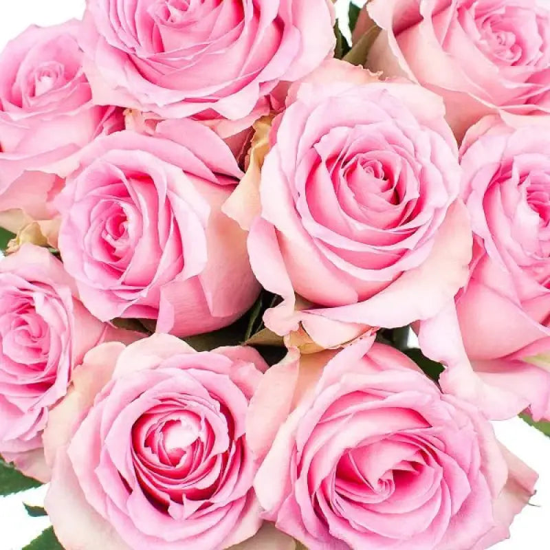 Sweet Unique Pink Roses for Special Events