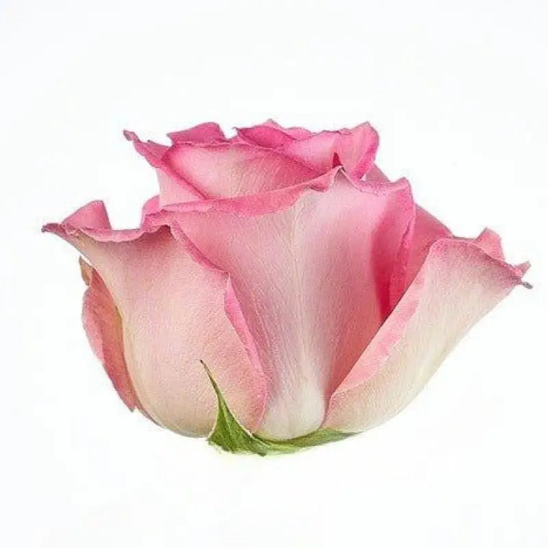 Sweet Unique Pink Roses for Special Events