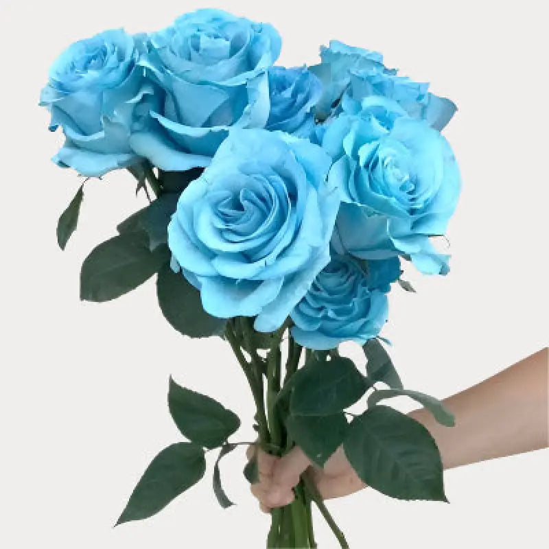 TINTED WHISPER BLUE ROSE | BLOOM BY BUNCHES