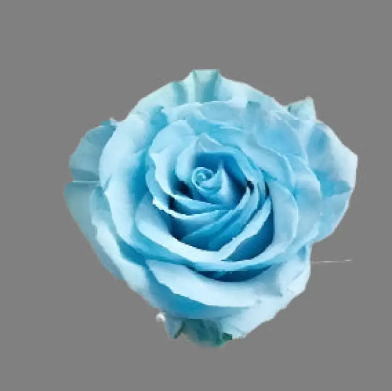 TINTED WHISPER BLUE ROSE | BLOOM BY BUNCHES