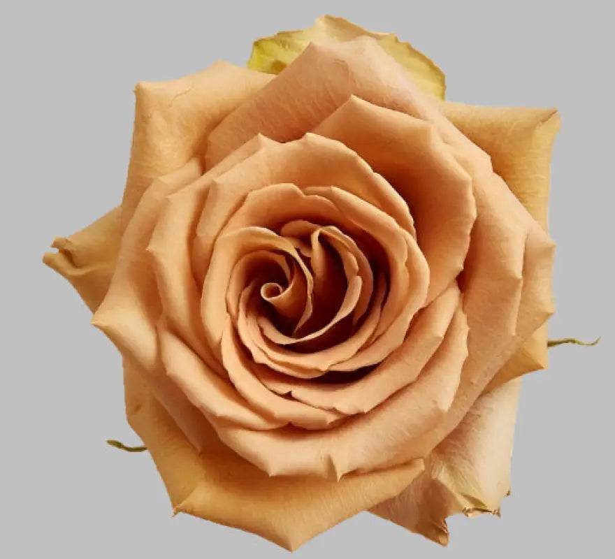 TOFFEE GARDEN ROSE | BLOOM BY BUNCHES