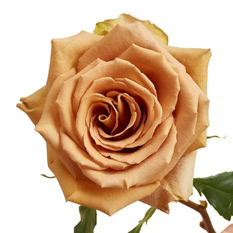 TOFFEE GARDEN ROSE | BLOOM BY BUNCHES