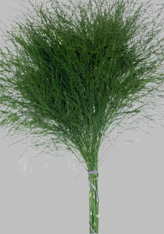 Tree Fern Greenery Fresh Wholesale Flowers Bundle