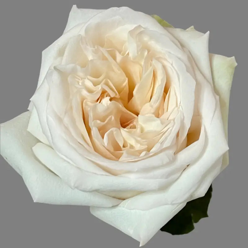 WHITE O'HARA GARDEN ROSE - bloombybunches