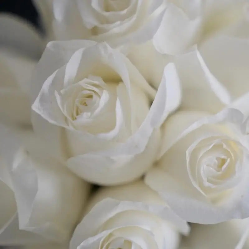 WHITE ROSES | Bloom by Bunches
