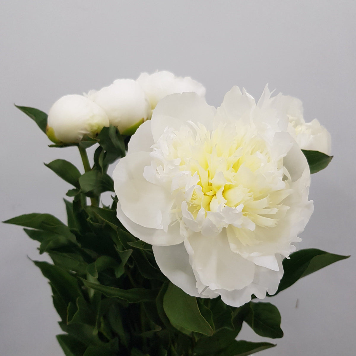 Fresh Cut White Peonies - 20 Stems of Elegant and Fragrant Flowers