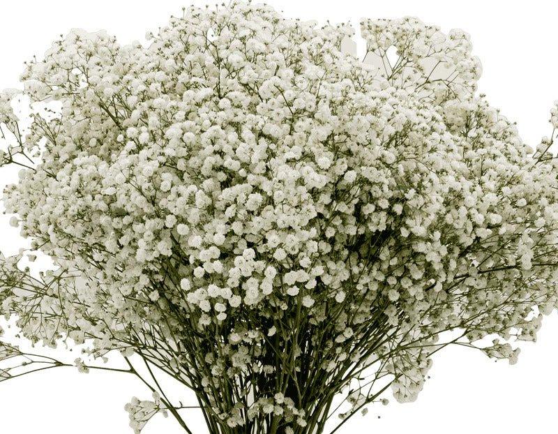 Baby's Breath (Gypsophila)White |DIY Weddings & Events flower ...